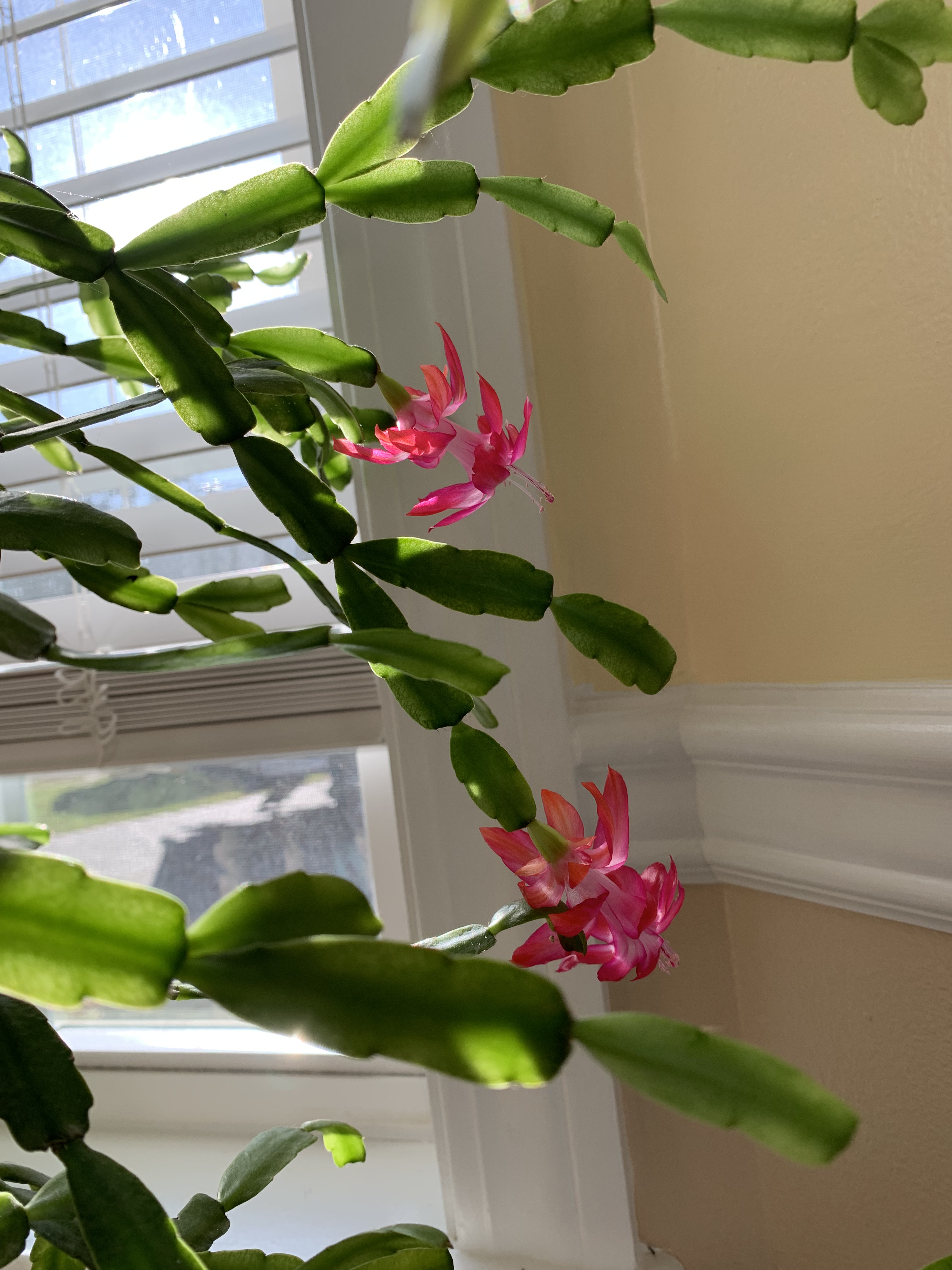 Book Recommendations and A Small Miracle – Curtiss Ann Matlock